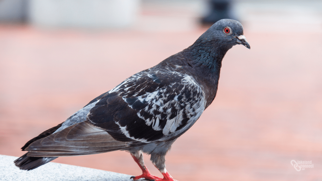 Pigeon population sparks conversation - Lakeland Connect
